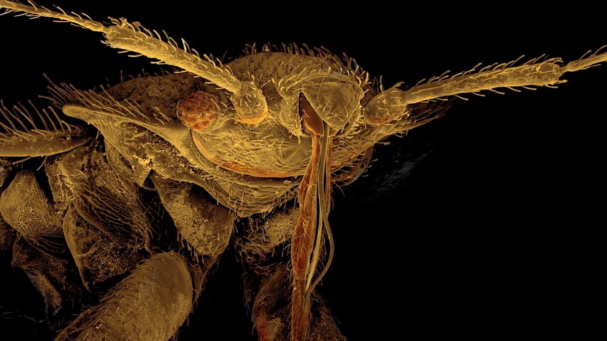 Genetic Study Finds Cities Revived Bed Bugs After Ice Age Extinction ...