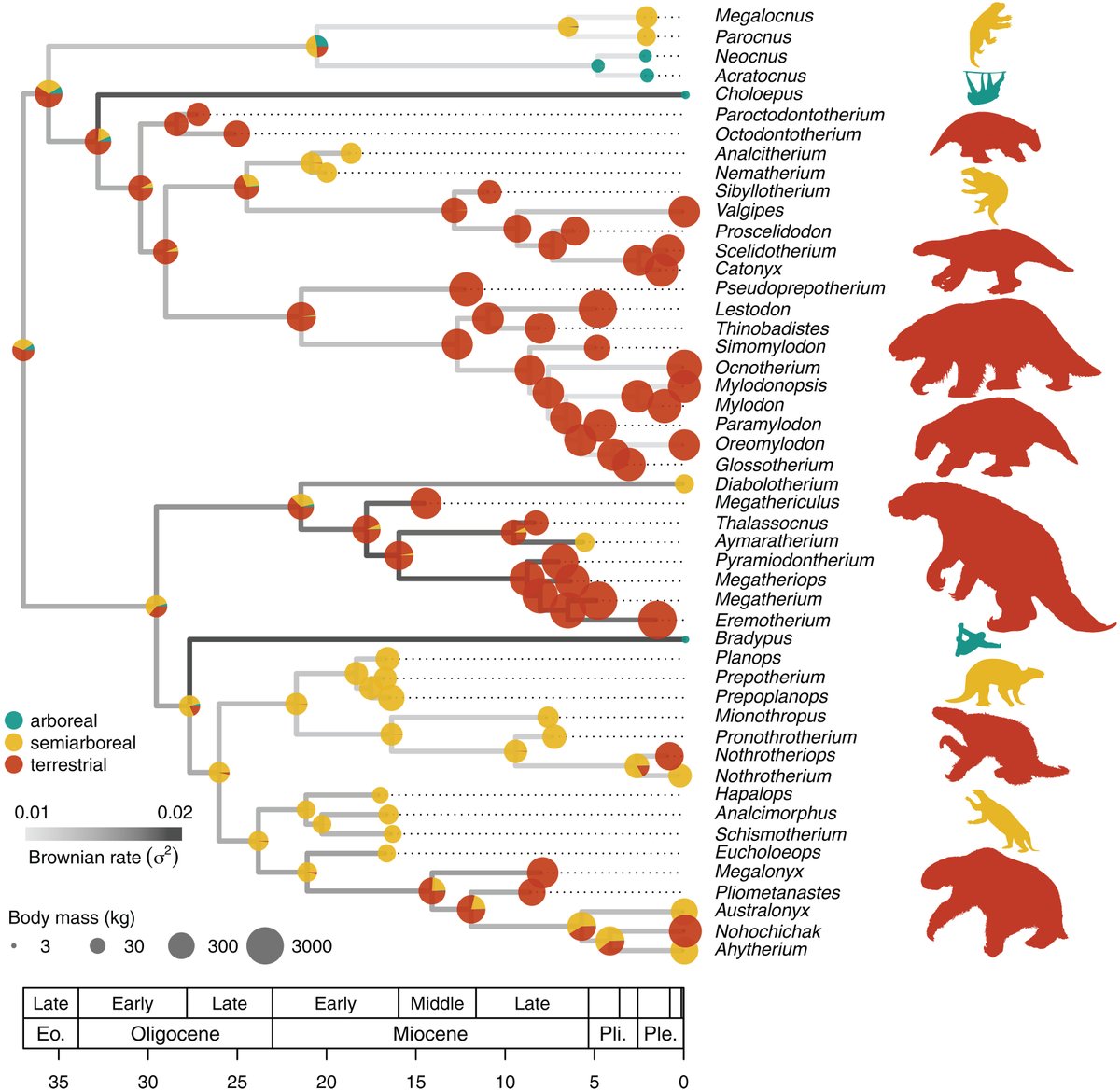Giant Ground Sloths Evolved Three Times to 8,000 Pounds Due to Cold ...