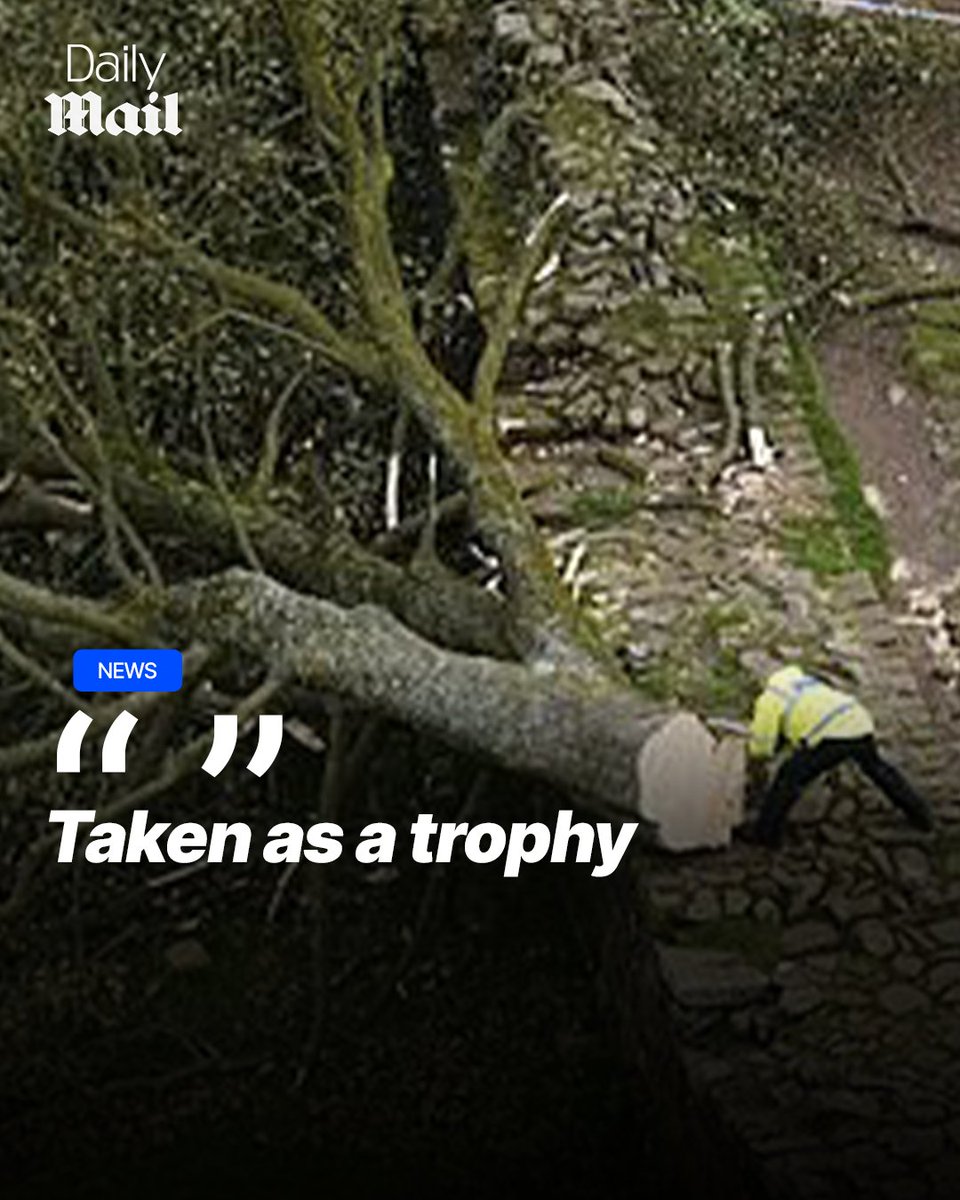 Graham and Carruthers Deny Felling Sycamore Gap Tree and Damaging ...