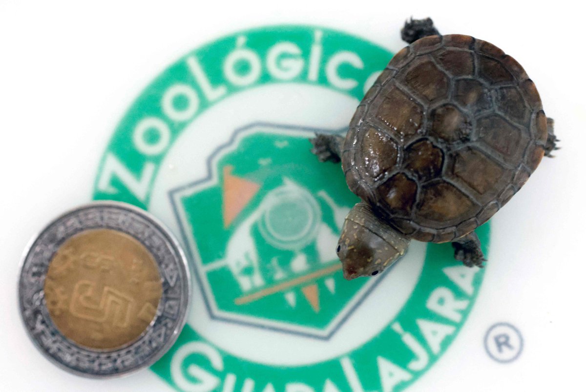Guadalajara Zoo in Jalisco Achieves First Captive Birth of Endangered ...