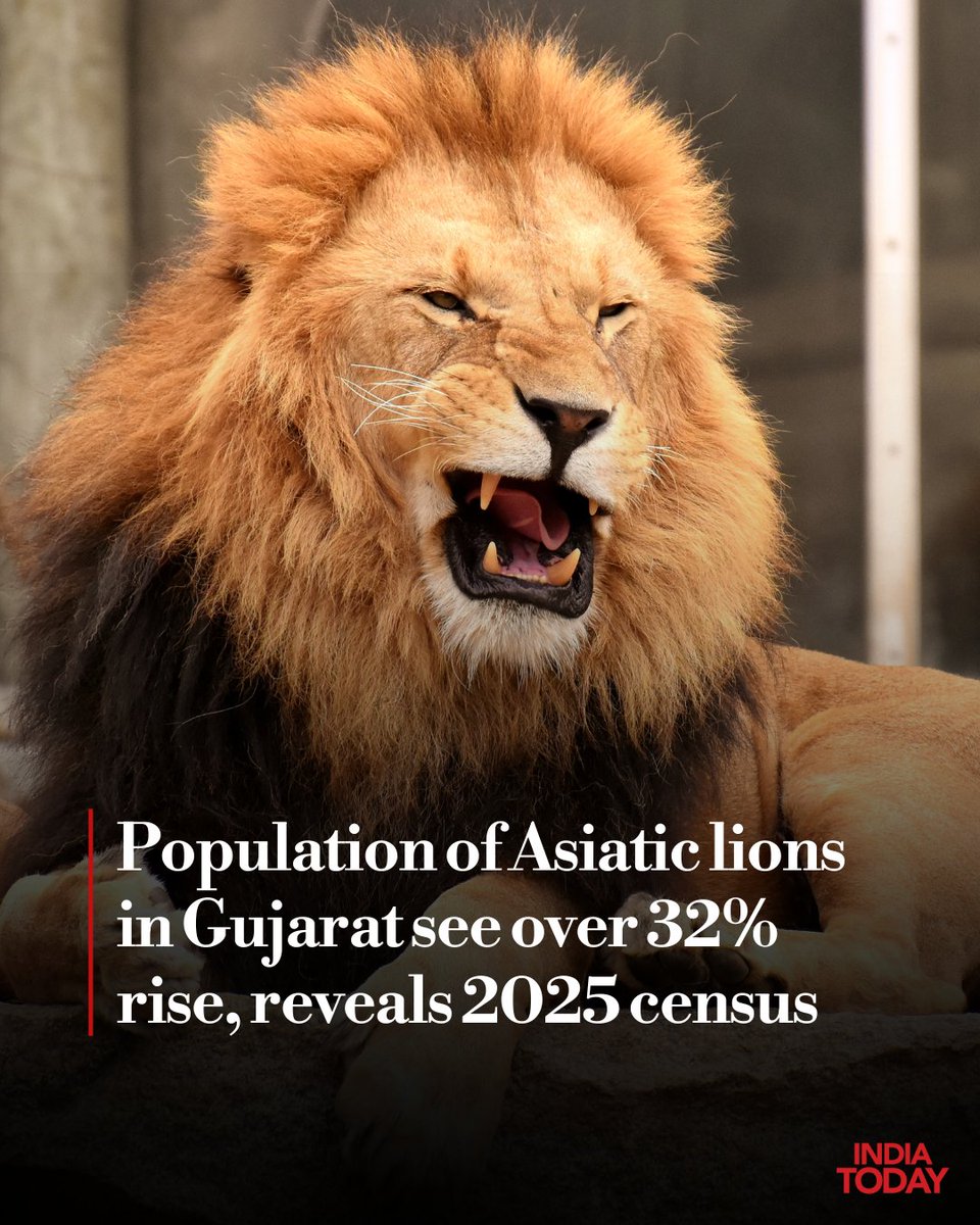 Gujarat Asiatic Lion Population Rises 32% to 891 in 2025 Census, CM ...