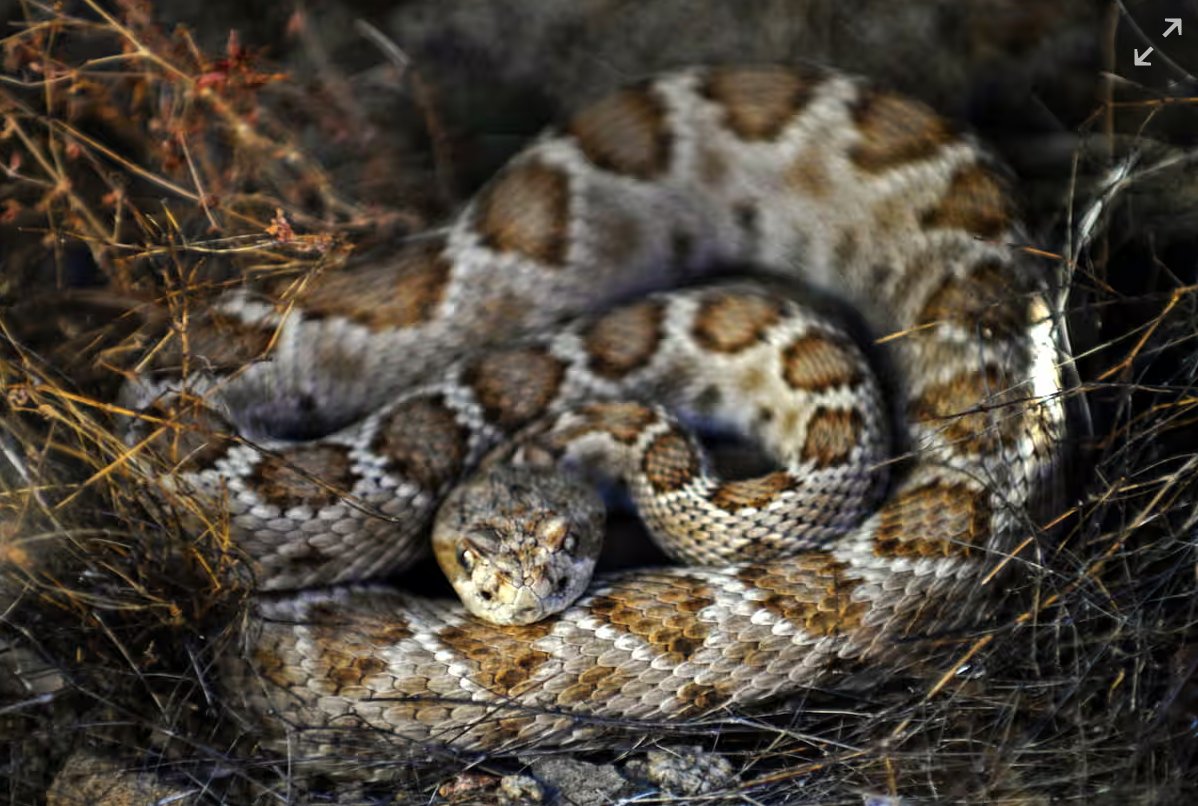 Harmless Eastern Hognose Snake Emerges from Ocean, Slithers on Ocean ...