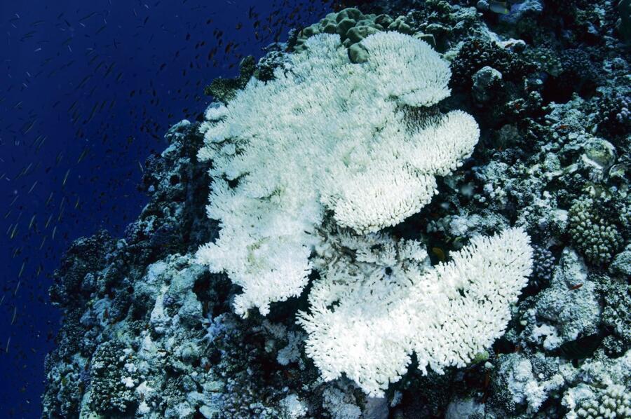 Heat-Resistant 'Super Corals' Found in Tatakoto Lagoon, French ...