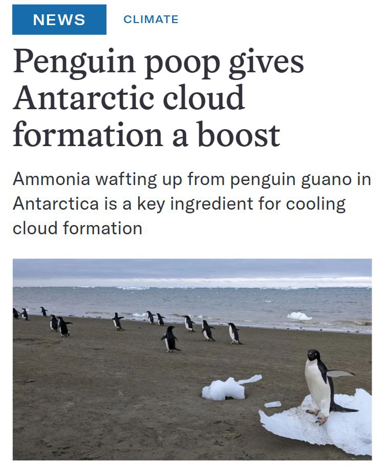 Helsinki University Study Finds Penguin Poop Ammonia Reacts with ...