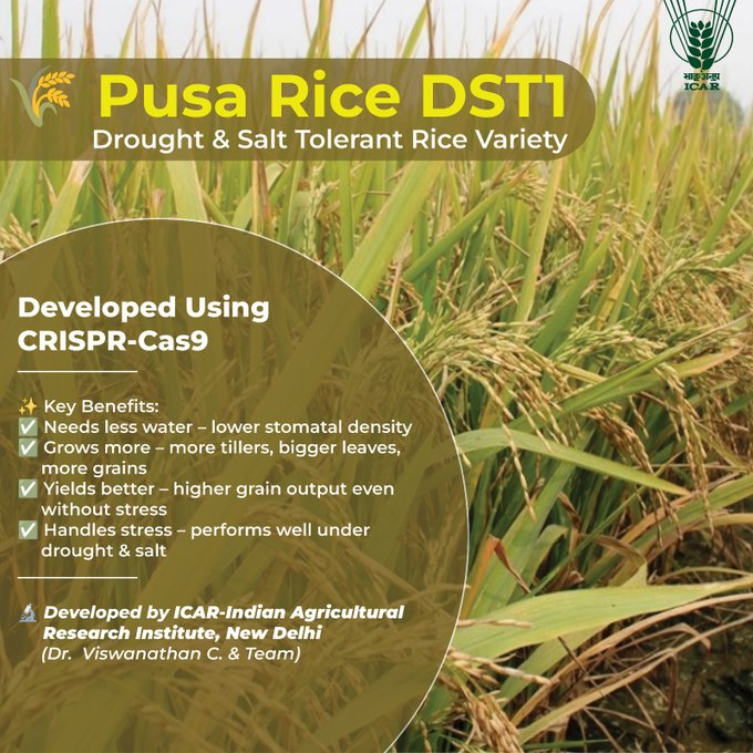 India Launches First Genome-Edited Rice Varieties by ICAR to Boost ...