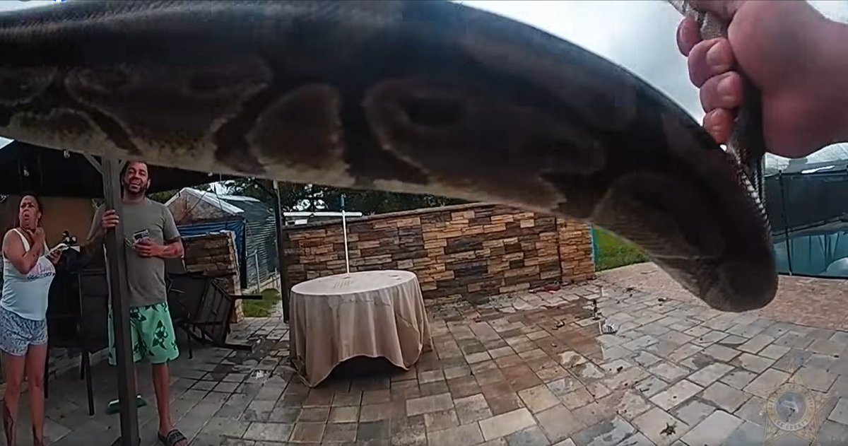 Indonesian Farmer Found Dead Inside 8-Meter Python on Sulawesi ...