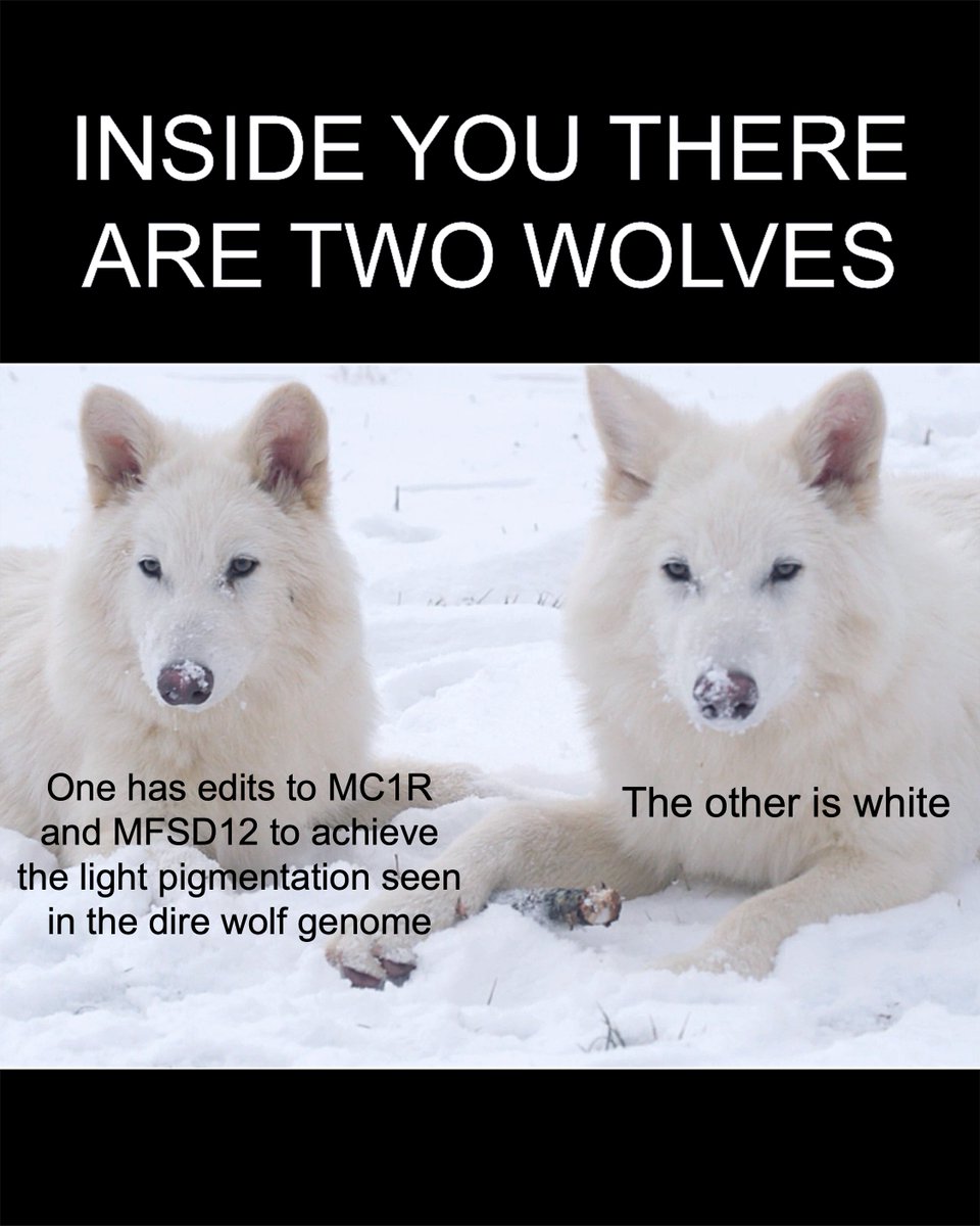 IUCN Denounces Colossal Biosciences’ Dire Wolf Claim as Transgenic Grey ...