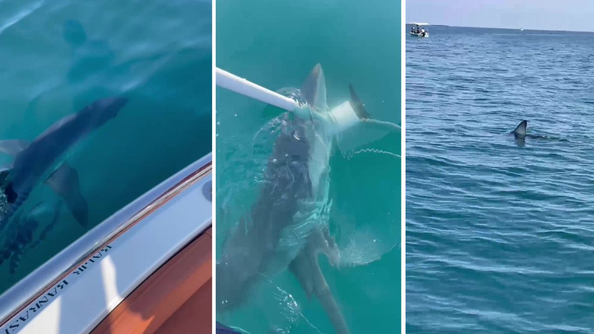 Juvenile Shark Attacks Boat at Antalya’s Konyaaltı; 8-Meter Shark ...