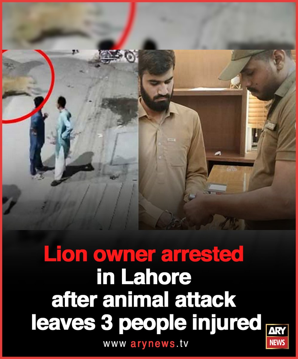 Lahore Police Detain Owner After Escaped Pet Lion Injures Three ...