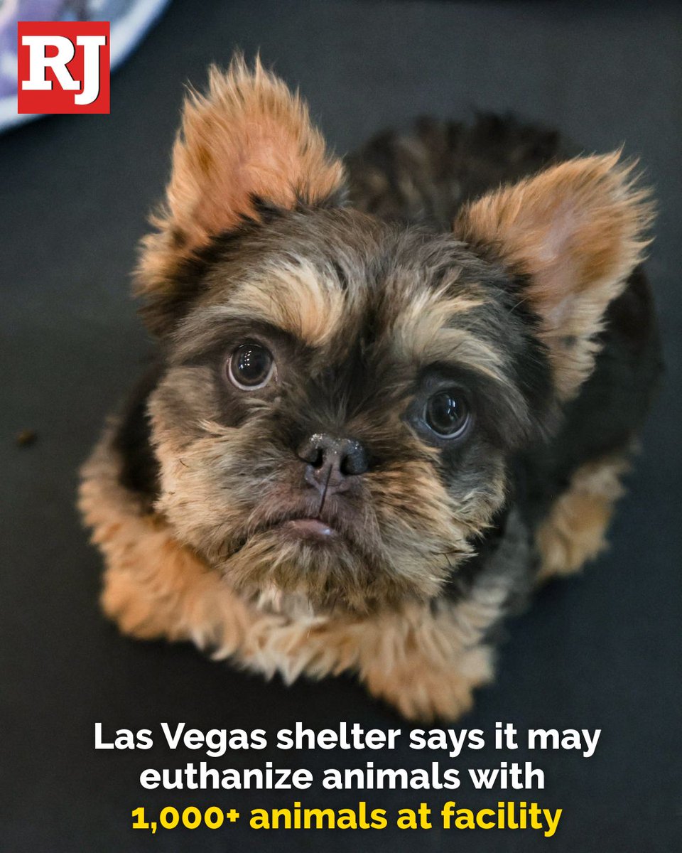 Las Vegas Animal Foundation Shelter with Over 1,000 Animals Faces ...