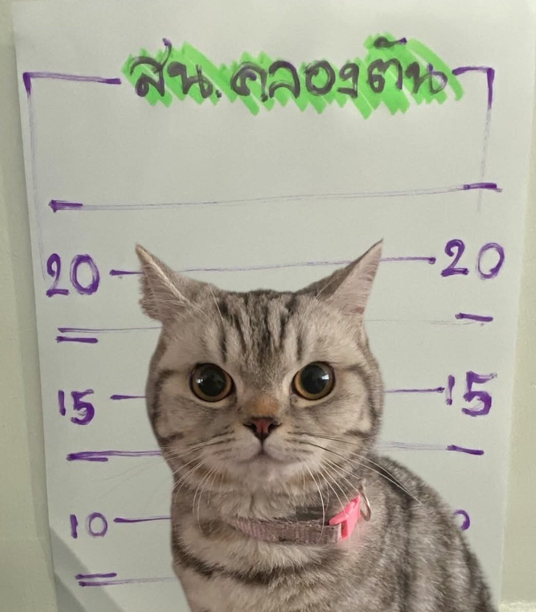Lost Cat Nub Tang 'Arrested' and Mugshot Taken After Biting Thai Police in Viral Incident ...