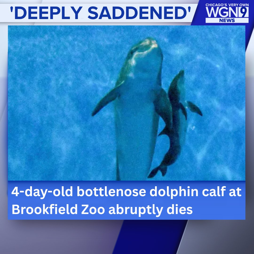Male Bottlenose Dolphin Calf Born to 38-Year-Old Allie Dies at Four ...