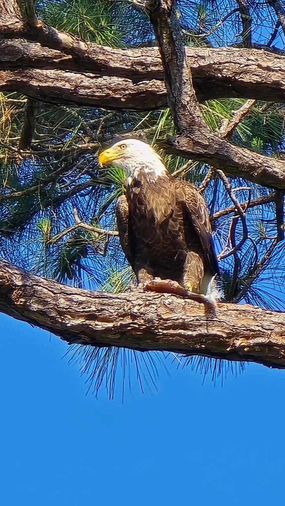 Man Arrested by FBI for Birds of Prey Poisoning, Killing Bald Eagles on ...