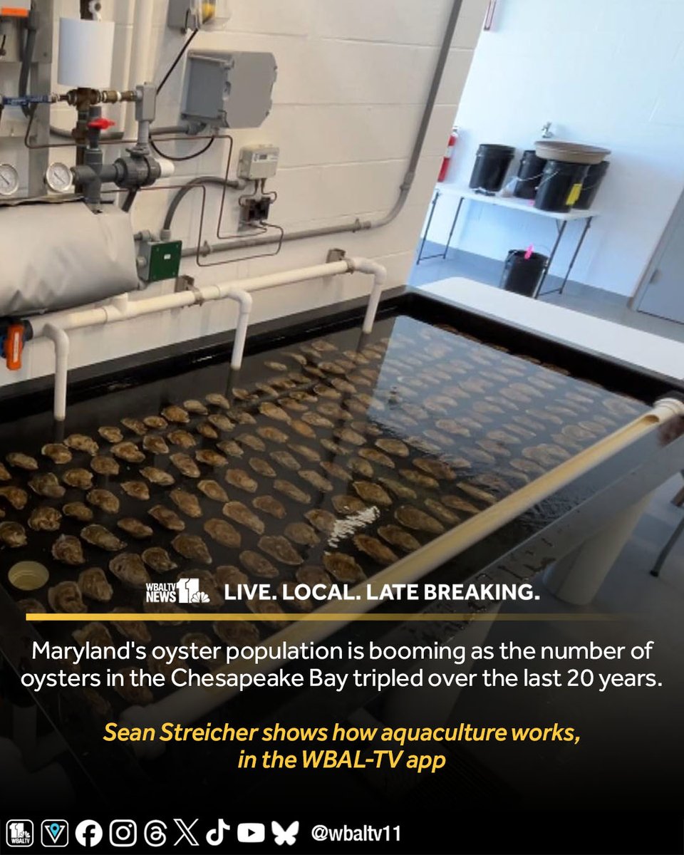 Maryland Oyster Population Triples in Chesapeake Bay Over 20 Years ...