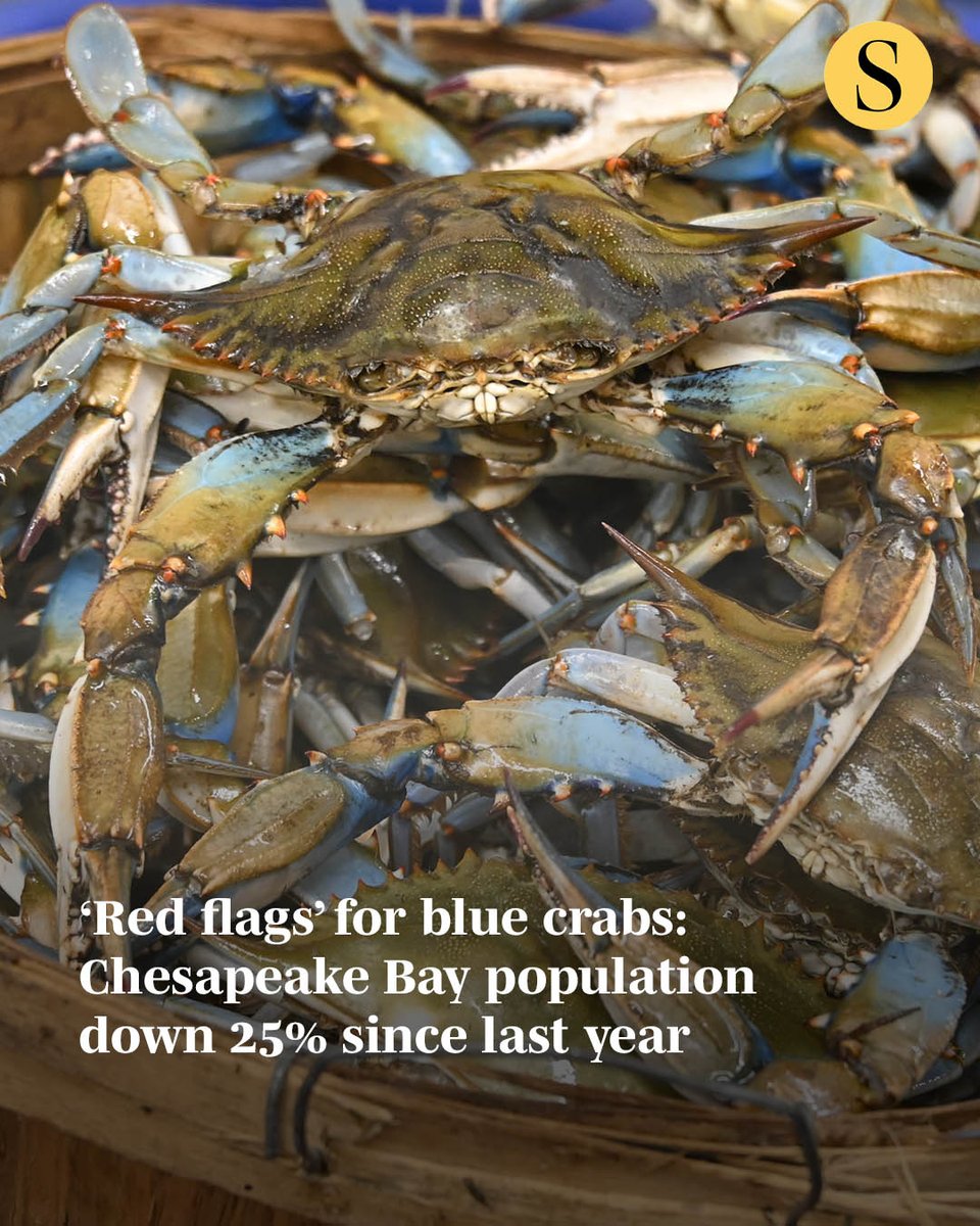 Maryland’s Chesapeake Bay Blue Crab Population Falls 25% to Second ...