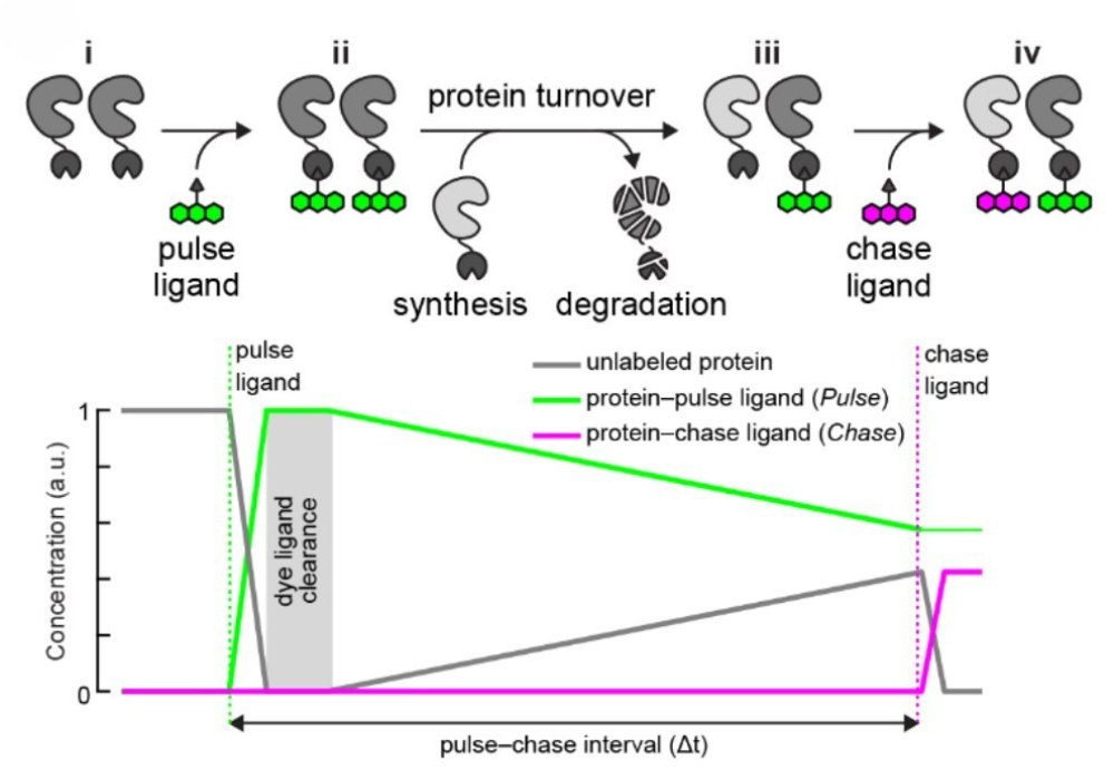 MICrONS Project Yields Largest Mammalian Brain Map, Unveiling Selective Inhibition in Mouse ...