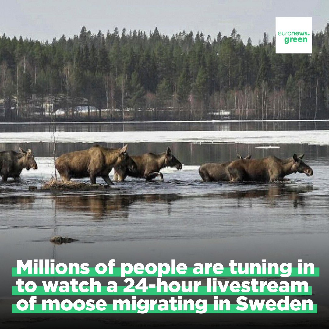 Millions Watch 20-Day 'Great Moose Migration' Livestream by SVT ...
