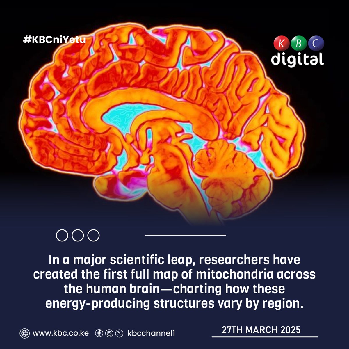 MitoBrainMap v1.0: First Comprehensive Map of Human Brain Mitochondria ...