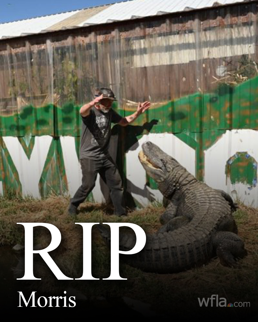 Morris, Alligator Star of 'Happy Gilmore' and 'Dr. Dolittle 2,' Dies at ...