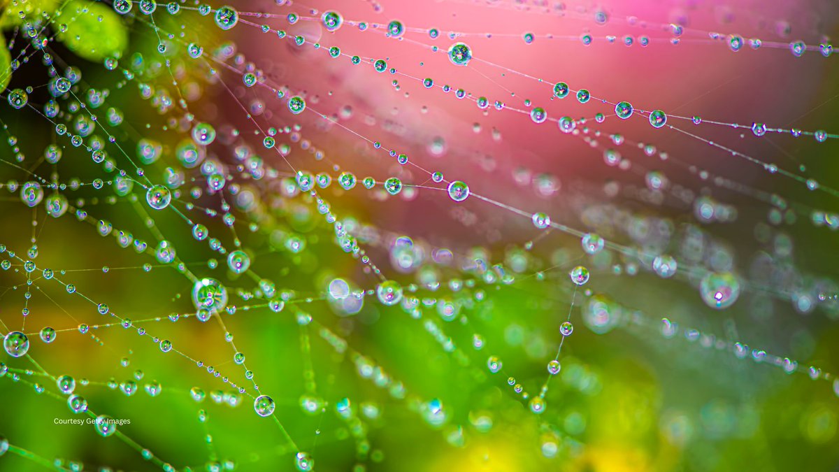 New Carnivorous 'Bone Collector' Caterpillar in Hawaiʻi Camouflages ...