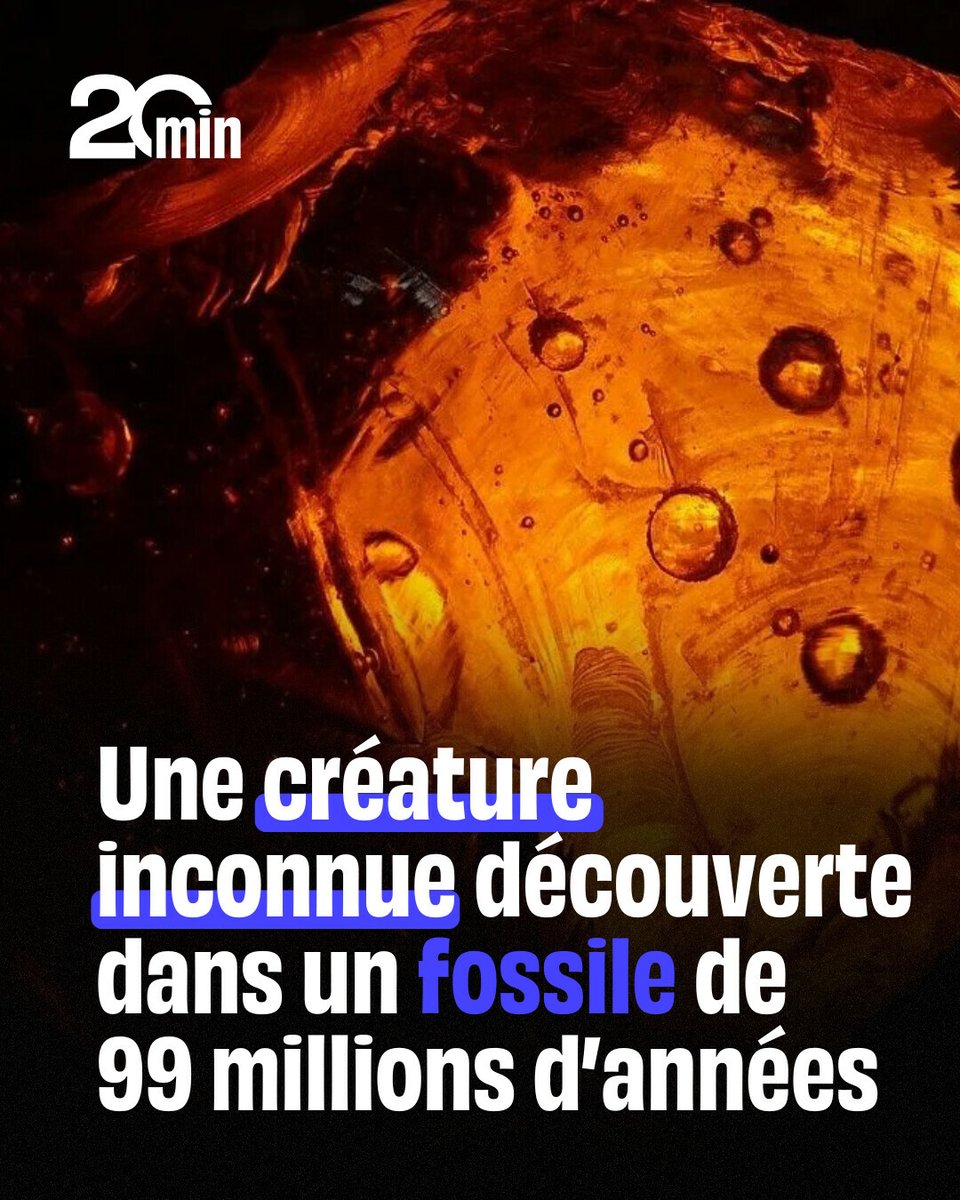 New Species of Ancient Wasp with Venus Flytrap-Like Structure ...