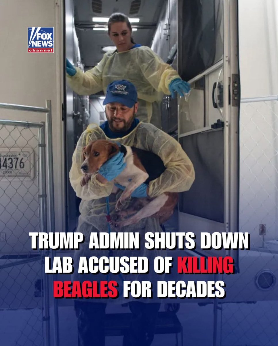 NIH Closes Last Beagle Lab After 2,133 Dogs Killed, Following Trump ...