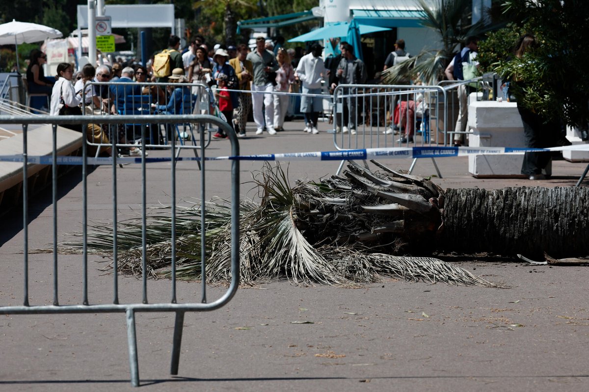 Palm Tree Falls on Japanese Producer at Cannes Film Festival, Closing ...