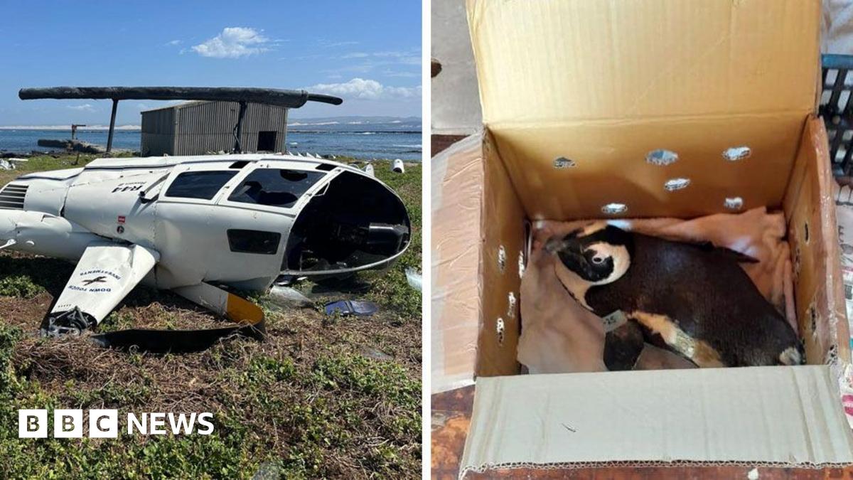 Penguin in Cardboard Box Triggers South African Helicopter Crash on ...