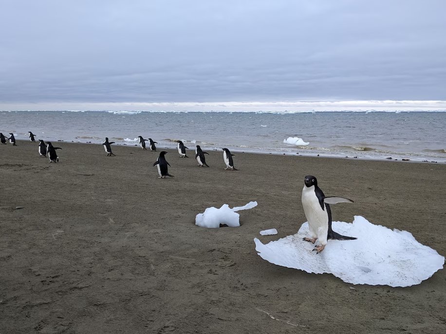 Penguin Poop Emits Ammonia That Forms Cloud Condensation Nuclei ...