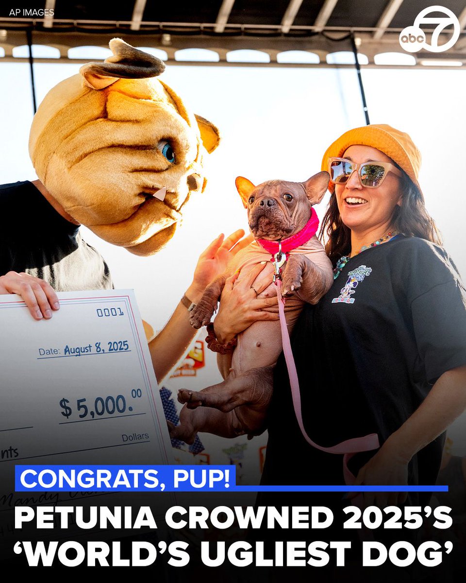 Petunia Wins 2025 World's Ugliest Dog Contest at Sonoma County Fair in ...