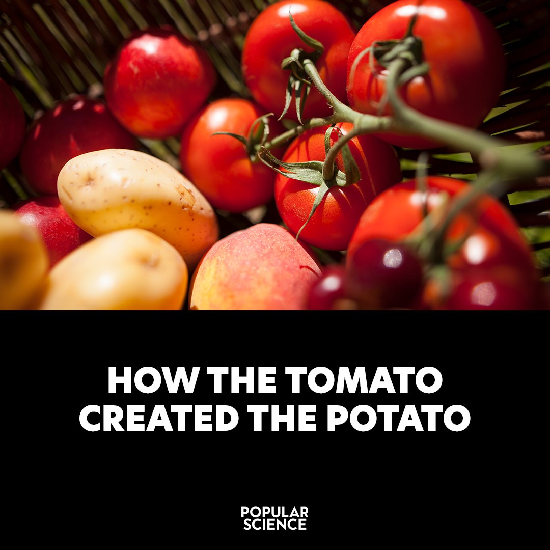 Potato Evolved From Tomato and Tuberless Plant Nine Million Years Ago ...
