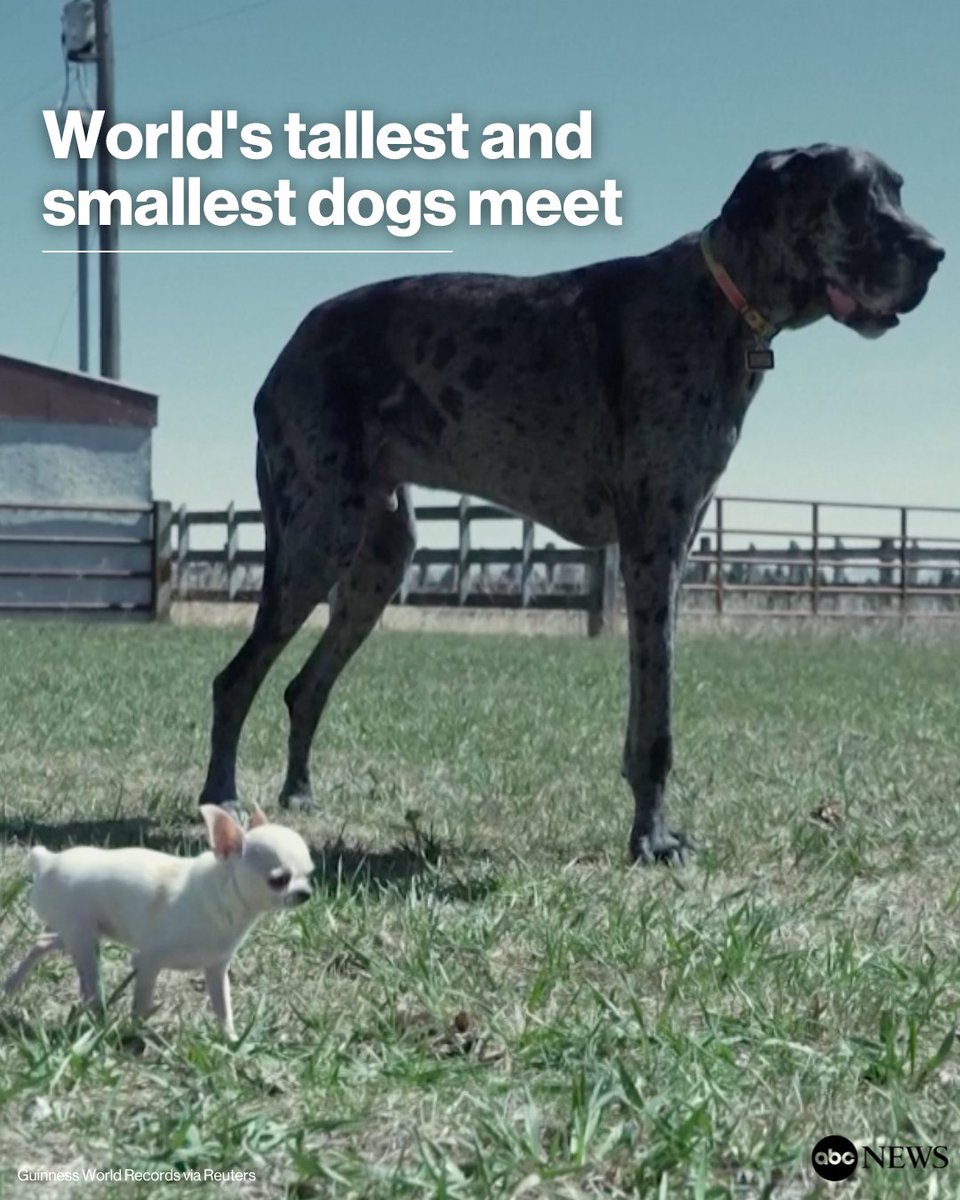 Reggie and Pearl: World's Tallest and Smallest Dogs Meet in Idaho ...