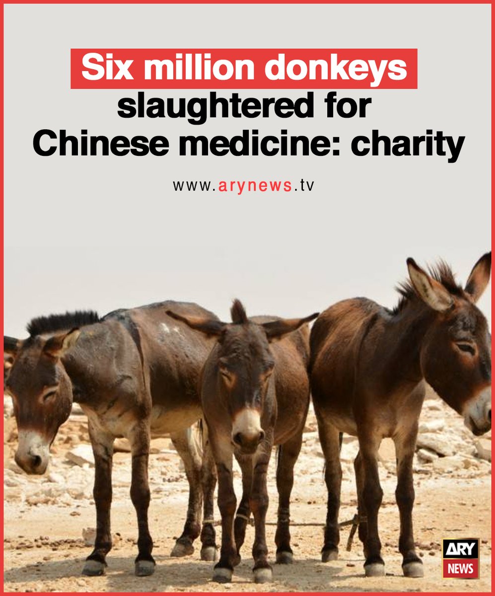 Report Finds Nearly 6 Million Donkeys Killed Annually for China’s Ejiao Industry | DeepNewz Africa