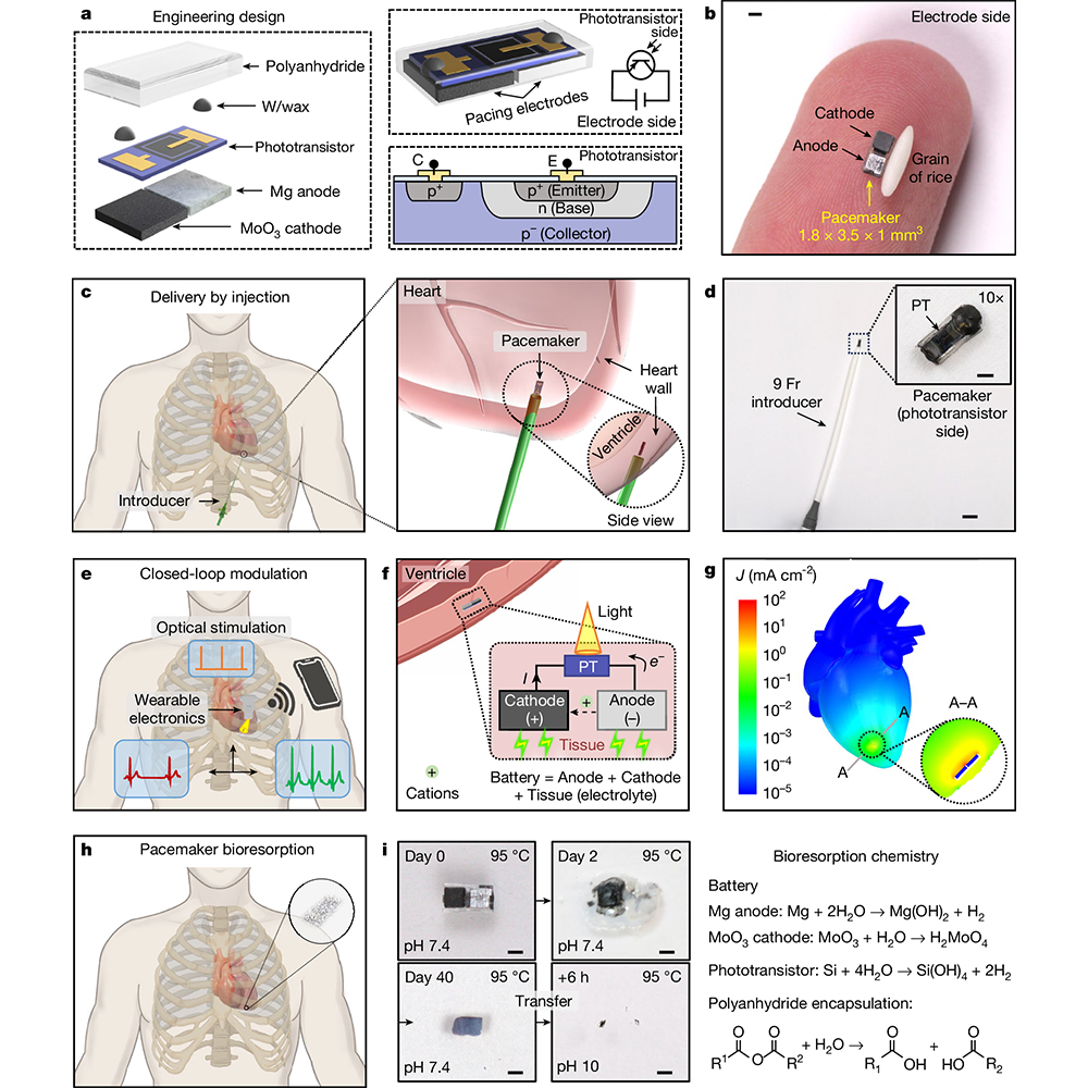 Researchers Develop World’s Smallest Bioresorbable Pacemaker, Activated ... Researchers Develop World’s Smallest Bioresorbable Pacemaker, Activated ...