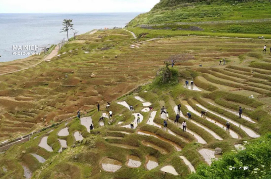 Rice Planting Begins on Shiroyone Senmaida Terraces in Wajima, Ishikawa ...
