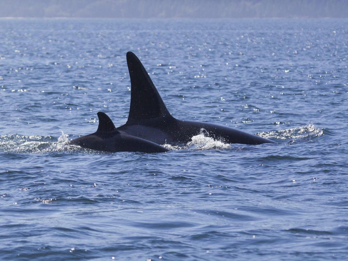 Salish Sea Orcas Turn Kelp into Grooming Tools, Study Shows | DeepNewz Bio