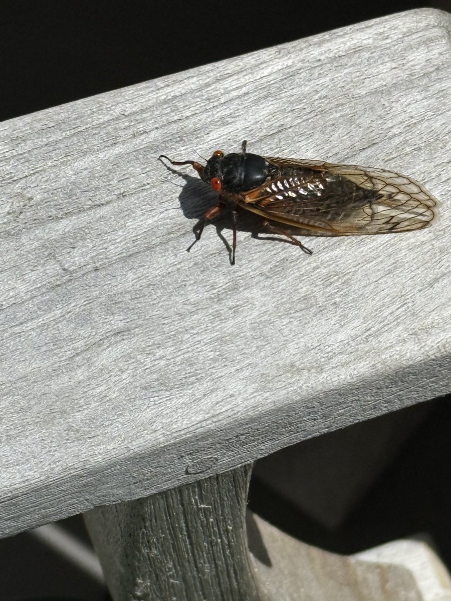 Second-Largest Brood XIV Cicada Swarm Emerges Across Eastern U.S ...