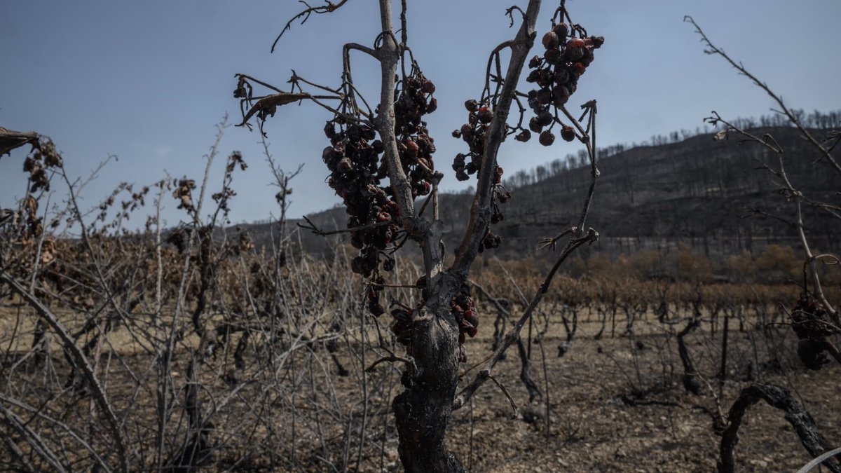 Spain Declares Disaster Zones in 16 Regions as Wildfires Scorch 350,000 ...