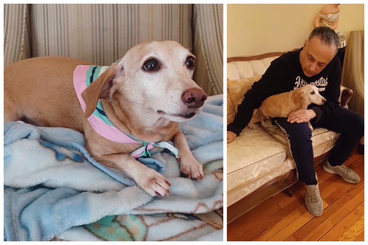 Stolen Service Dog Bam Bam Returned to Blind Chicago Owner | DeepNewz Crime