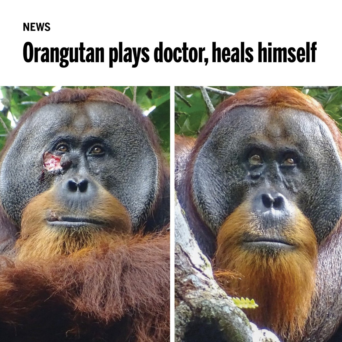 Studies Show Chimpanzees Drum to Distinct Rhythms Across Societies ...