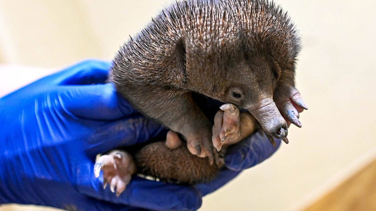 Study of 100 Million-Year-Old Bone Suggests Ancient Echidnas Were Semi ...