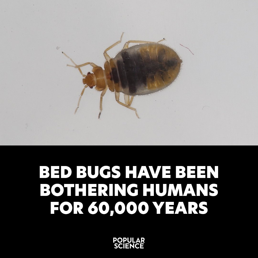 Study: Bed Bugs Have Parasitized Humans for 60,000 Years, Spiking in ...