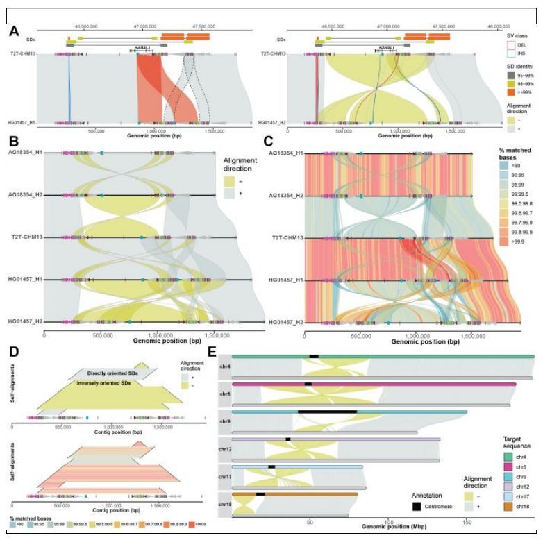 SVbyEye Visual Tool Characterizes Insertions, Deletions, Inversions and ...