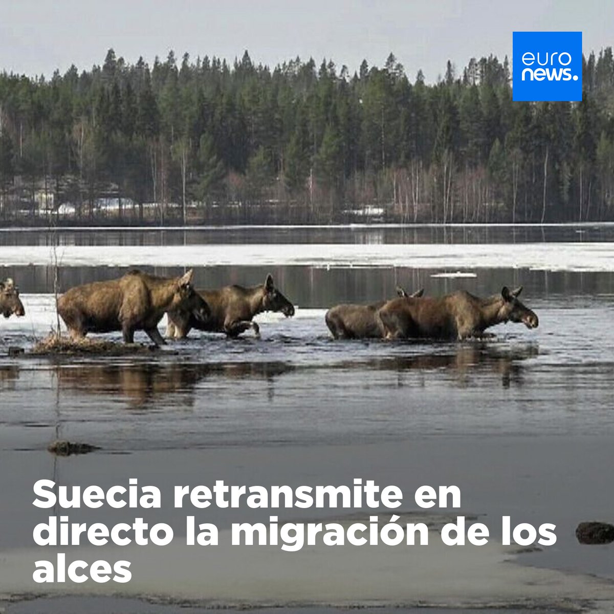 Sweden’s SVT Play Draws Nine Million for 20-Day Live Moose Migration ...