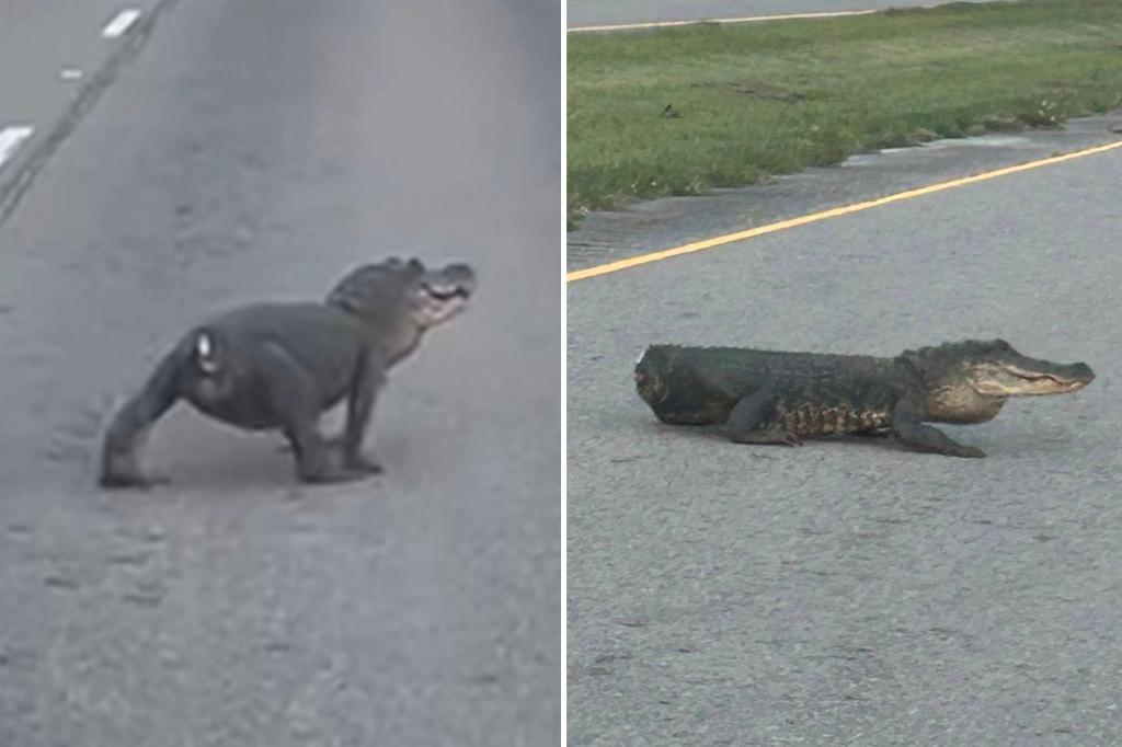 Tailless Alligator Spotted Waddling Across Road in Southern Louisiana ...
