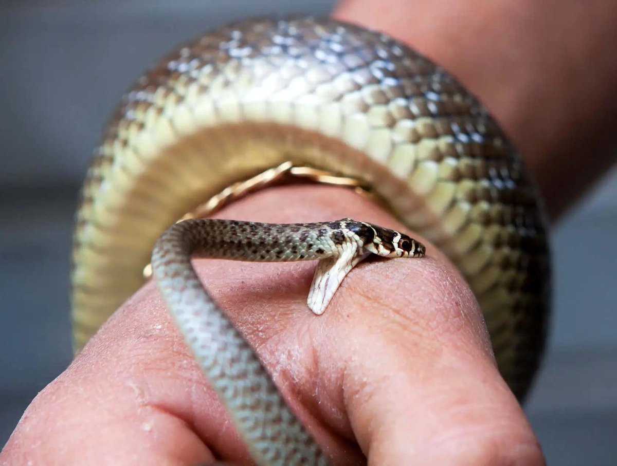 Tim Friede Develops Universal Antivenom After 200 Snake Bites and 700 ...