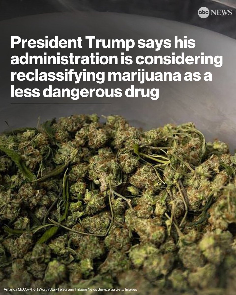 Trump Considers Marijuana Schedule III Reclassification After Cannabis ...