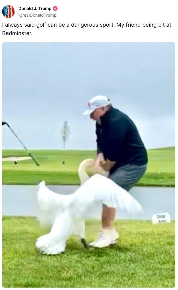 Trump Shares Photo of Swan Attacking Friend's Groin During Bedminster ...