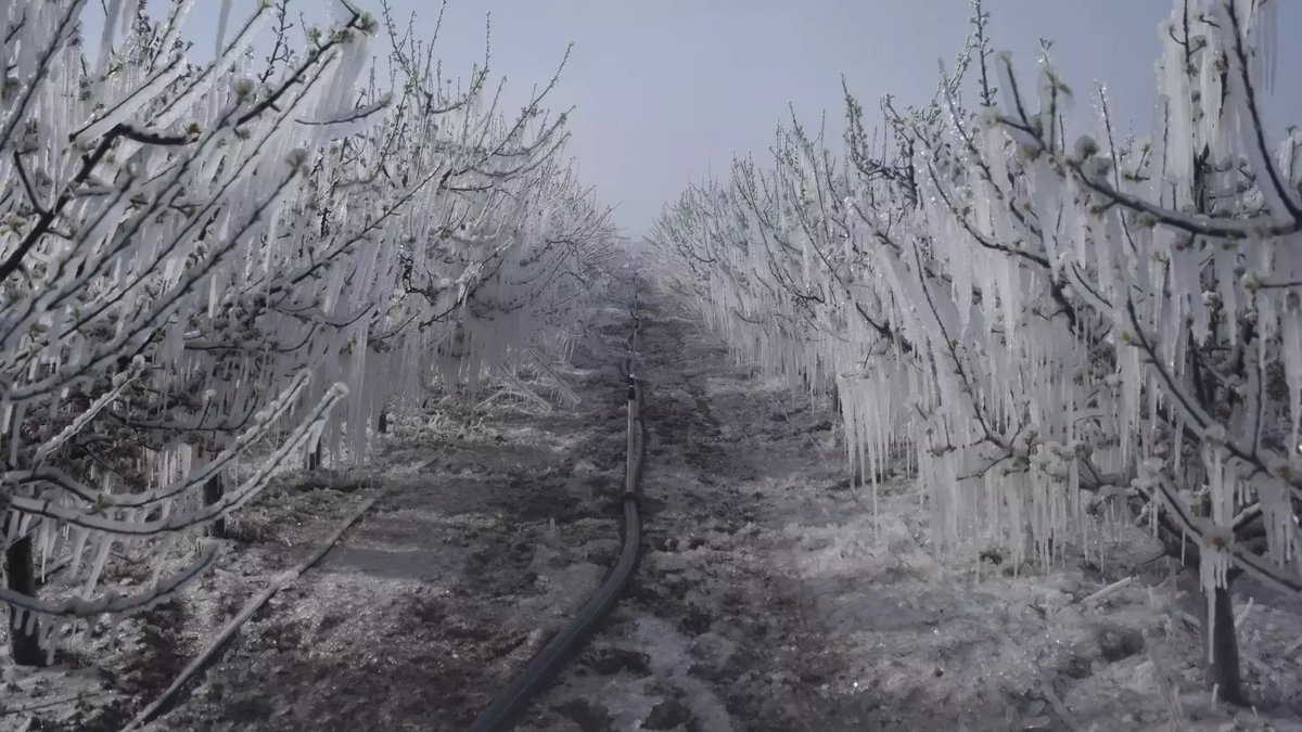 Turkey's Worst Frost Since 2014 Devastates Crops Across 36 Provinces ...