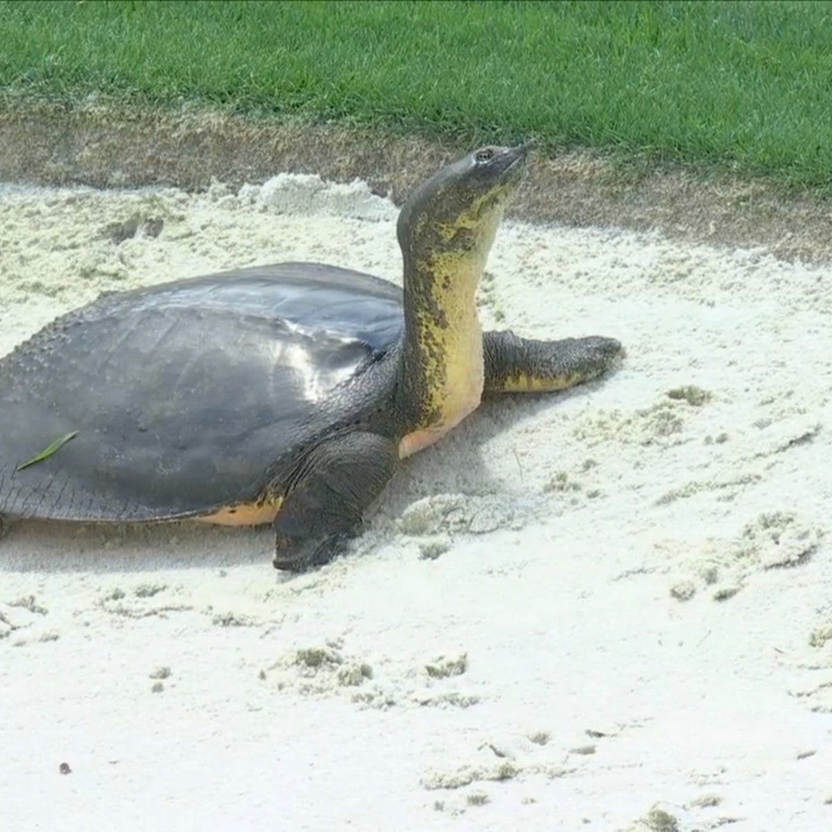 Turtles Damage Bunkers and King Snake Causes Delays at 2025 PGA ...